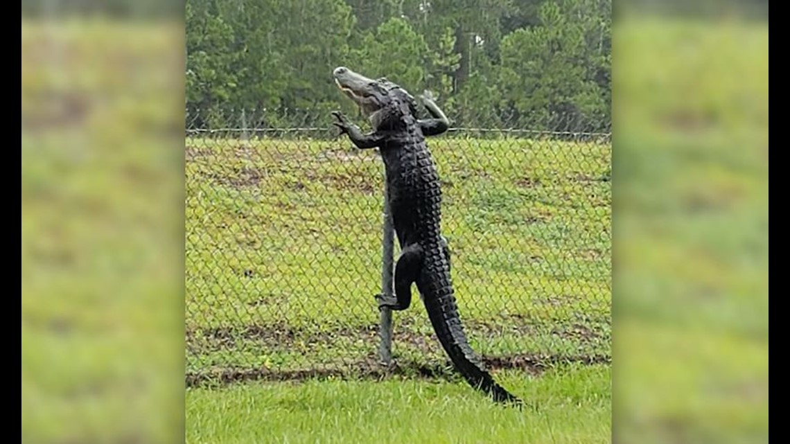VIDEO: Alligator scales fence at Florida naval air station | 10tv.com