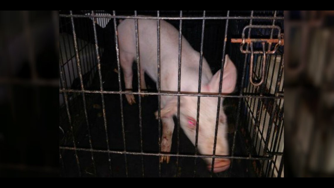 Oink oink, honk honk: Rogue pig goes hog wild in traffic | 10tv.com