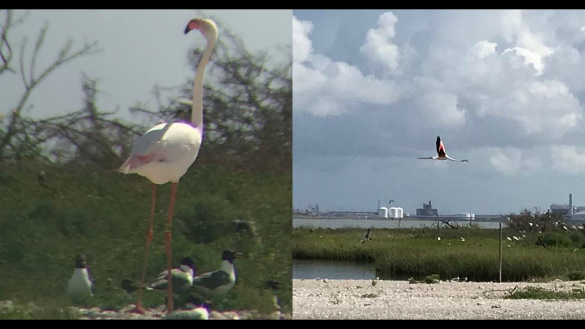 Flamingo missing since 2005 spotted in Texas | 10tv.com