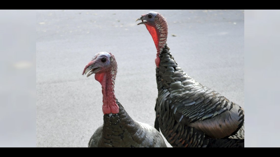 Postal carriers say aggressive turkeys stopping mail service | 10tv.com