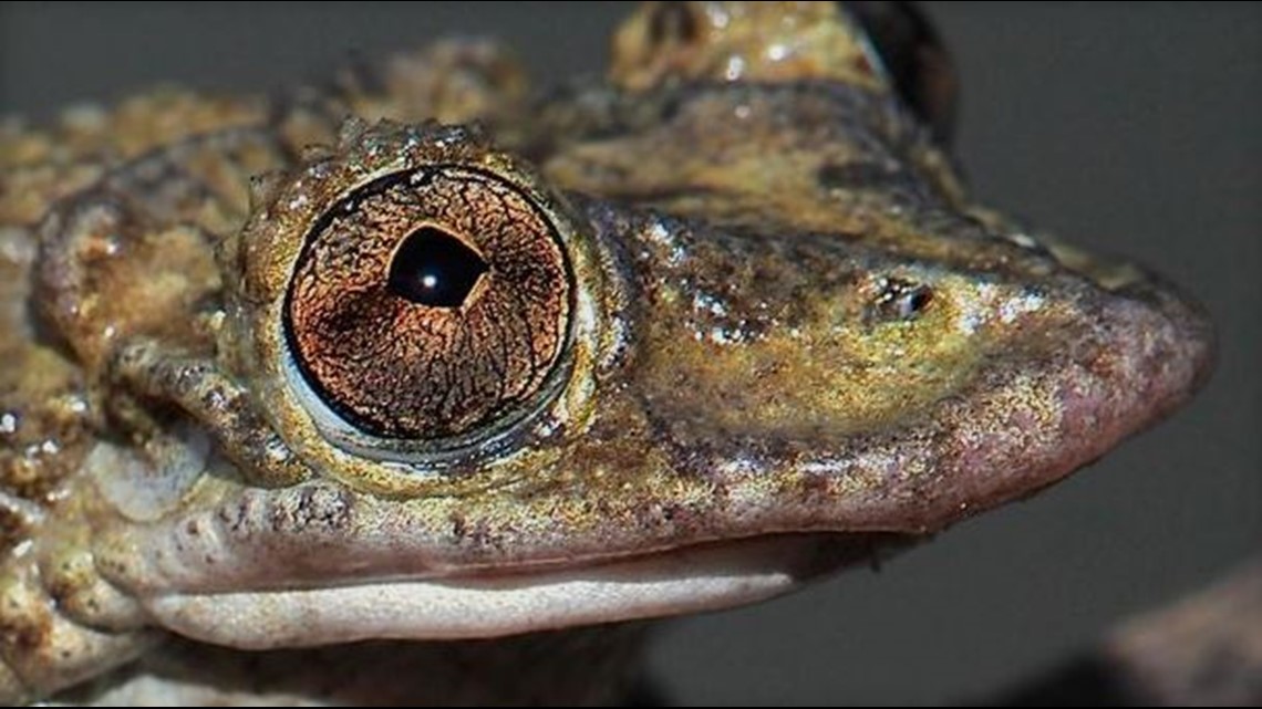 Frogs from hell: Their venomous head spikes could kill you | 10tv.com