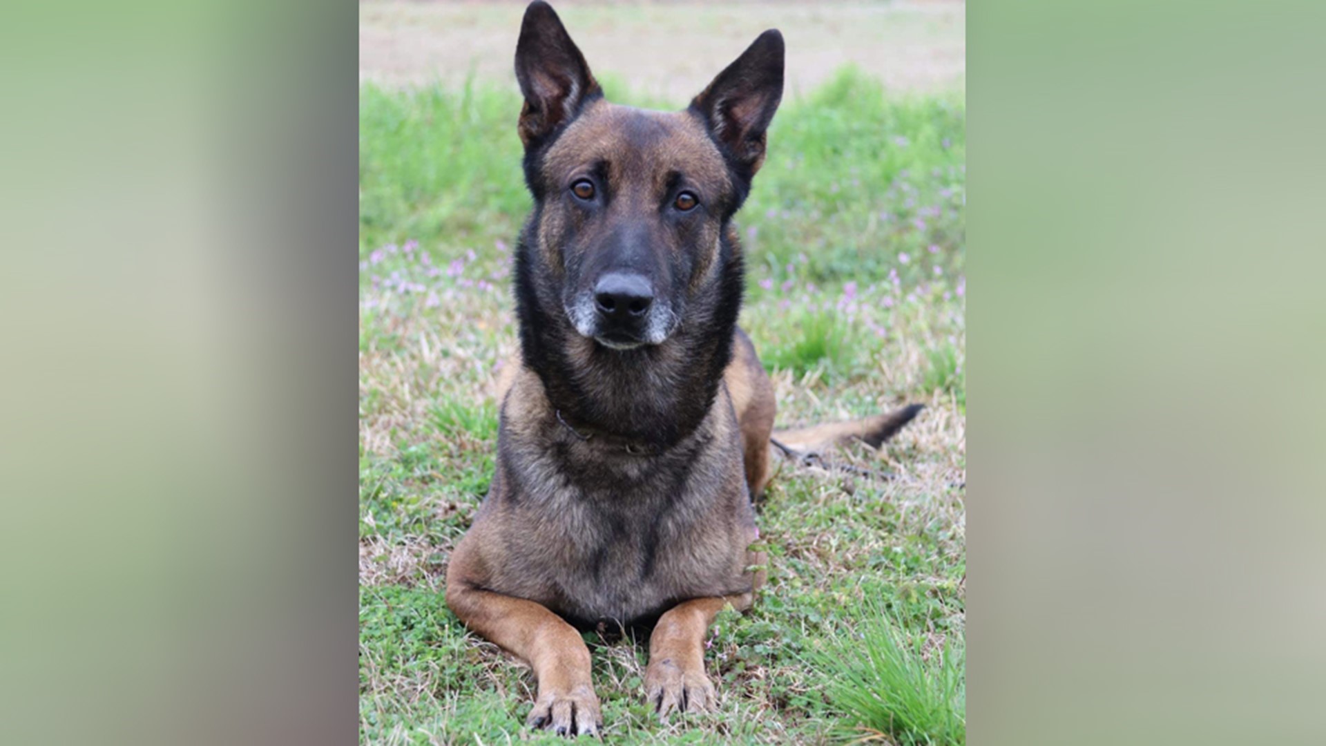 Alabama K-9 who died after drug contact honored at memorial | 10tv.com