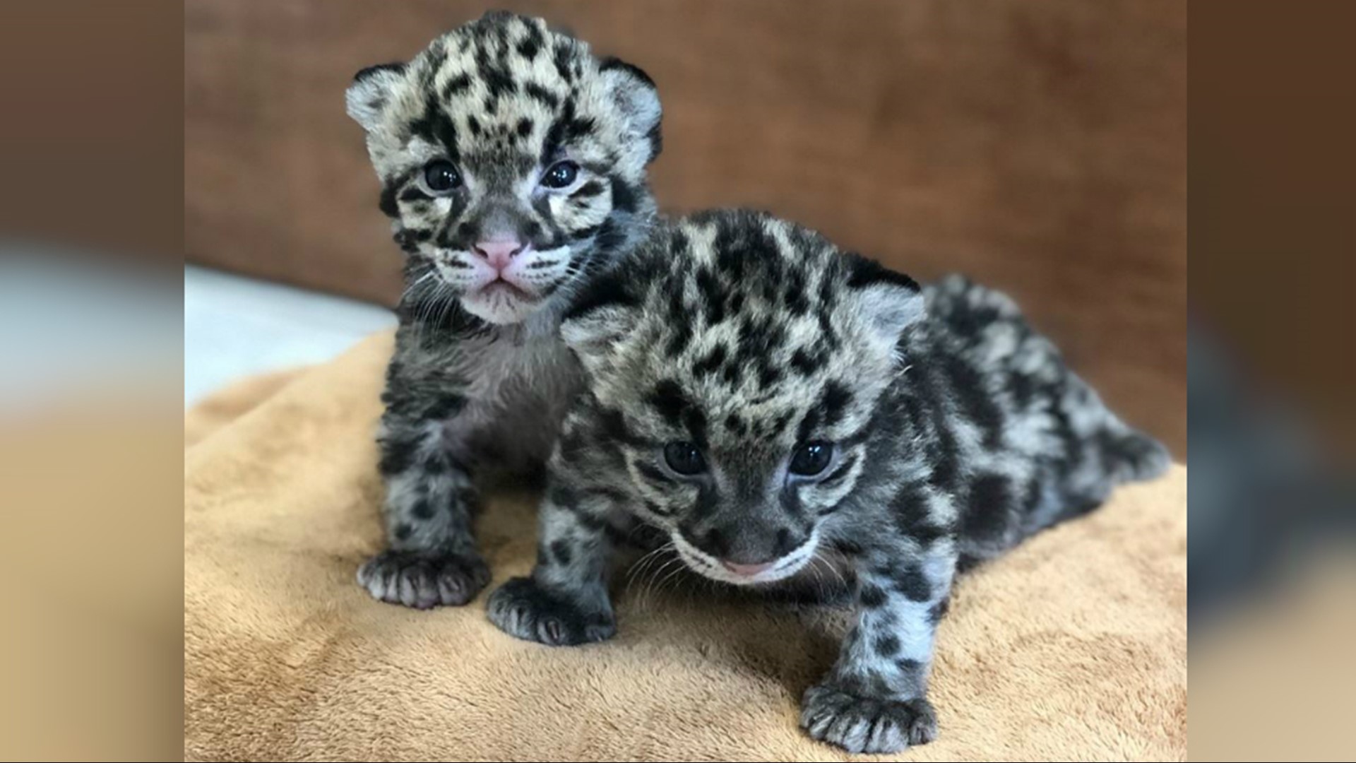 Columbus Zoo introduces 1-month-old clouded leopards in their care ...