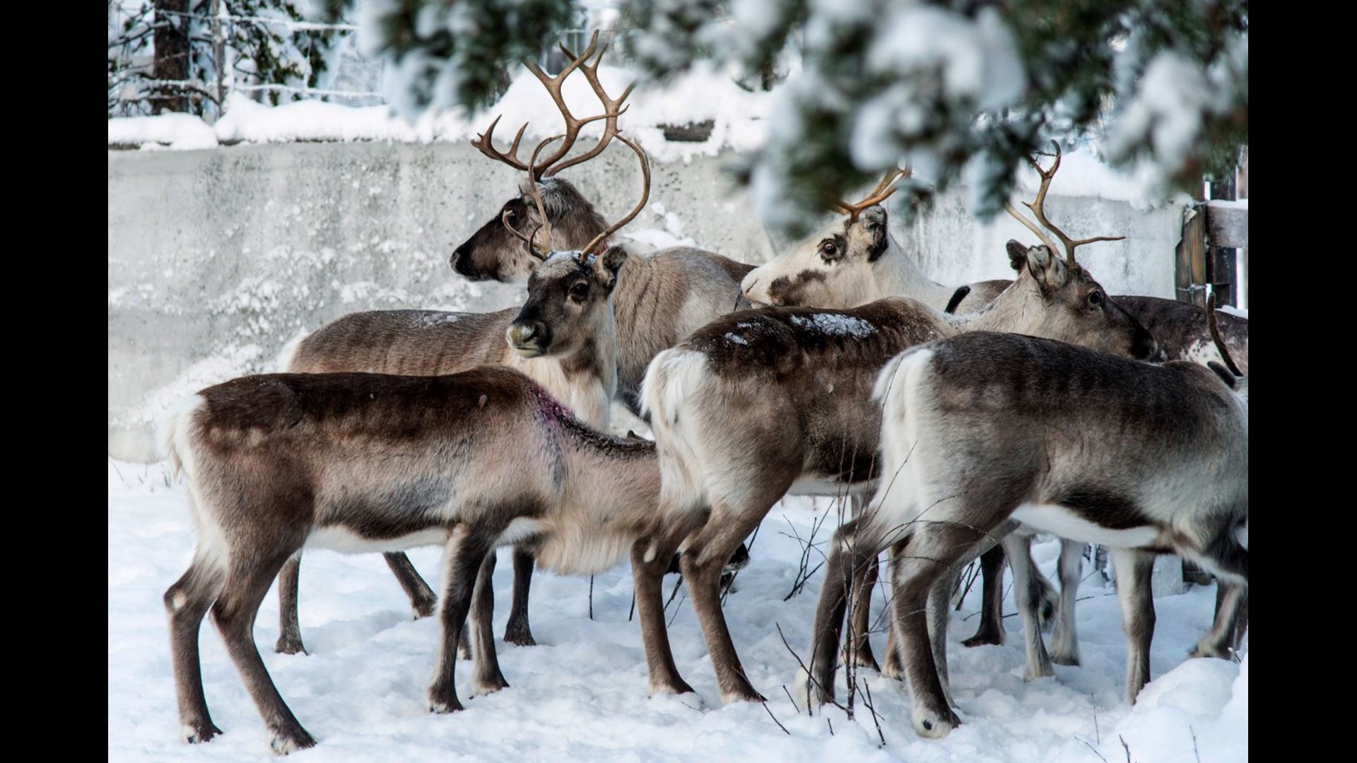 In Sweden's Arctic, ice atop snow leaves reindeer starving | 10tv.com