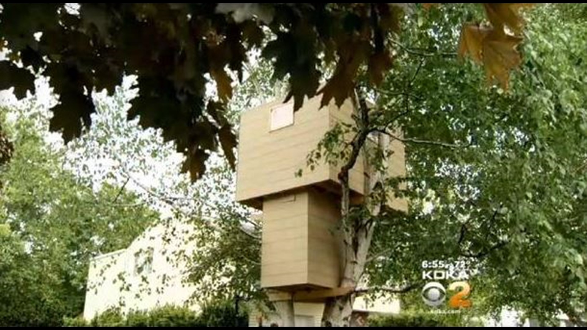 Girl, 14, builds lavish treehouse, is ordered to take it down | 10tv.com