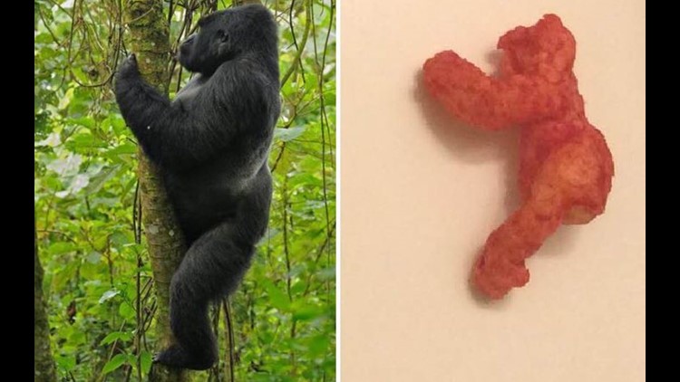 Cheeto that looks like Harambe sells for nearly $100K | 10tv.com