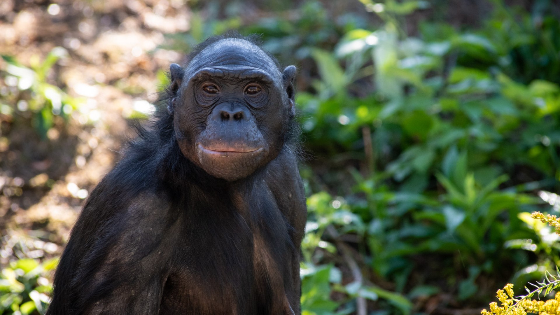 Columbus Zoo announces passing of 28-year-old bonobo Unga | 10tv.com