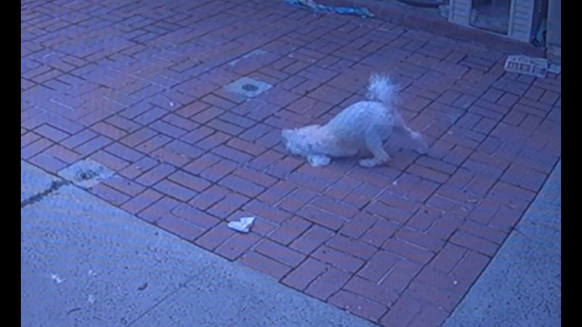 Video shows mail carrier routinely pepper spraying dog | 10tv.com