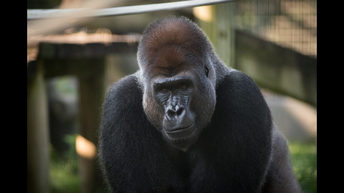 Columbus Zoo announces death of gorilla Anakka | 10tv.com
