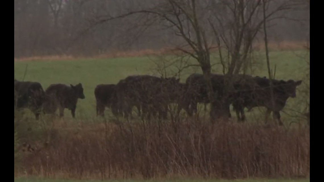 Semi hits cows that took off from Union County farm | 10tv.com