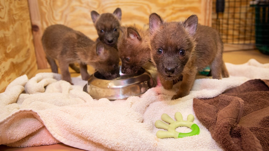 Staff at The Wilds save 5 endangered rare dhole pups | 10tv.com