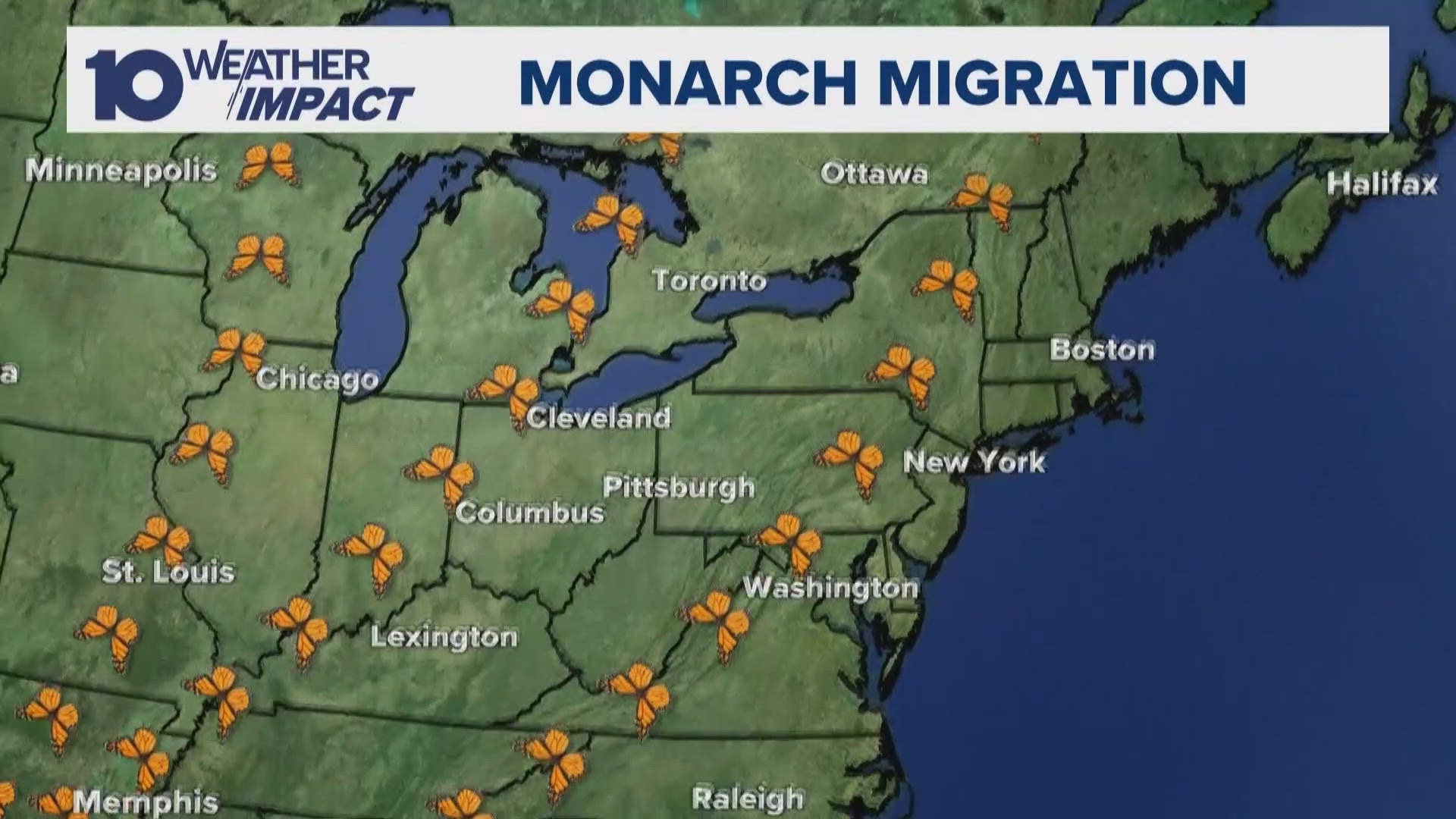 Monarch migration in Ohio in mid-September | 10tv.com