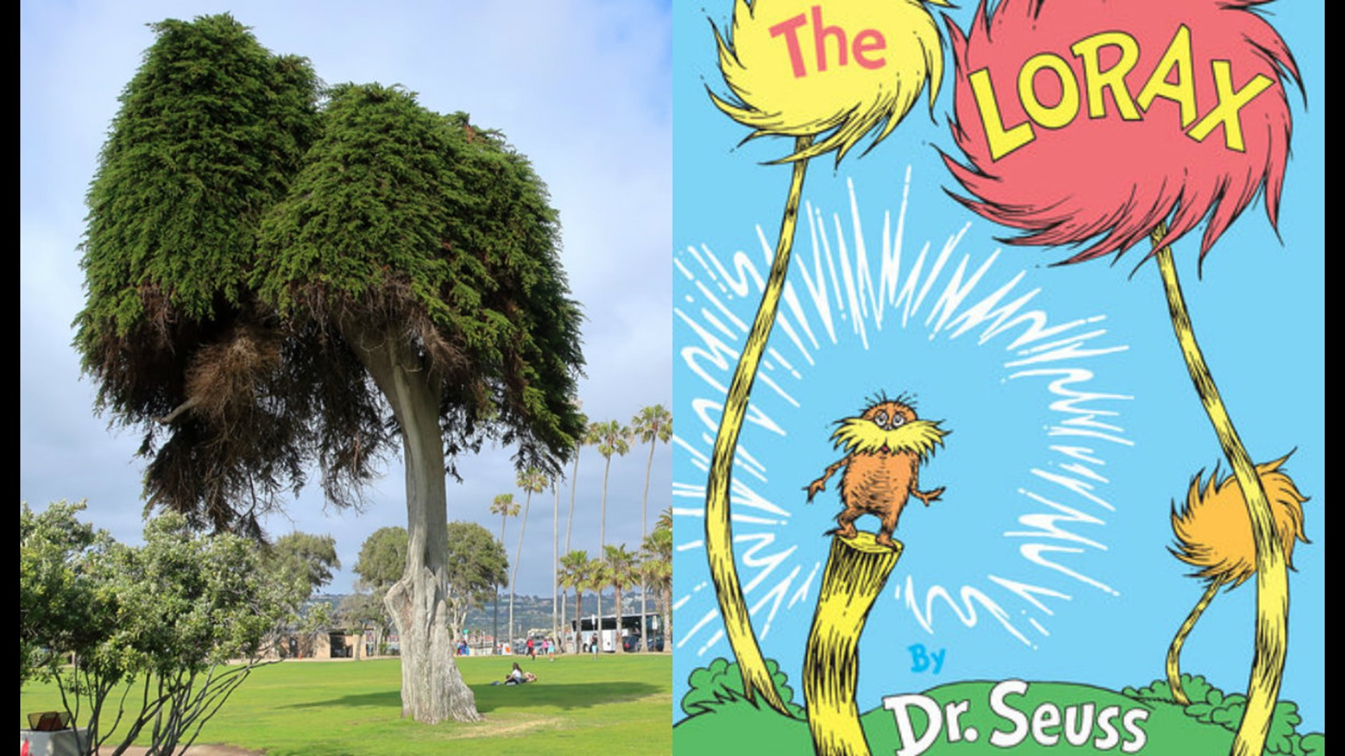 The tree that inspired Dr. Seuss' "The Lorax" has fallen over | 10tv.com