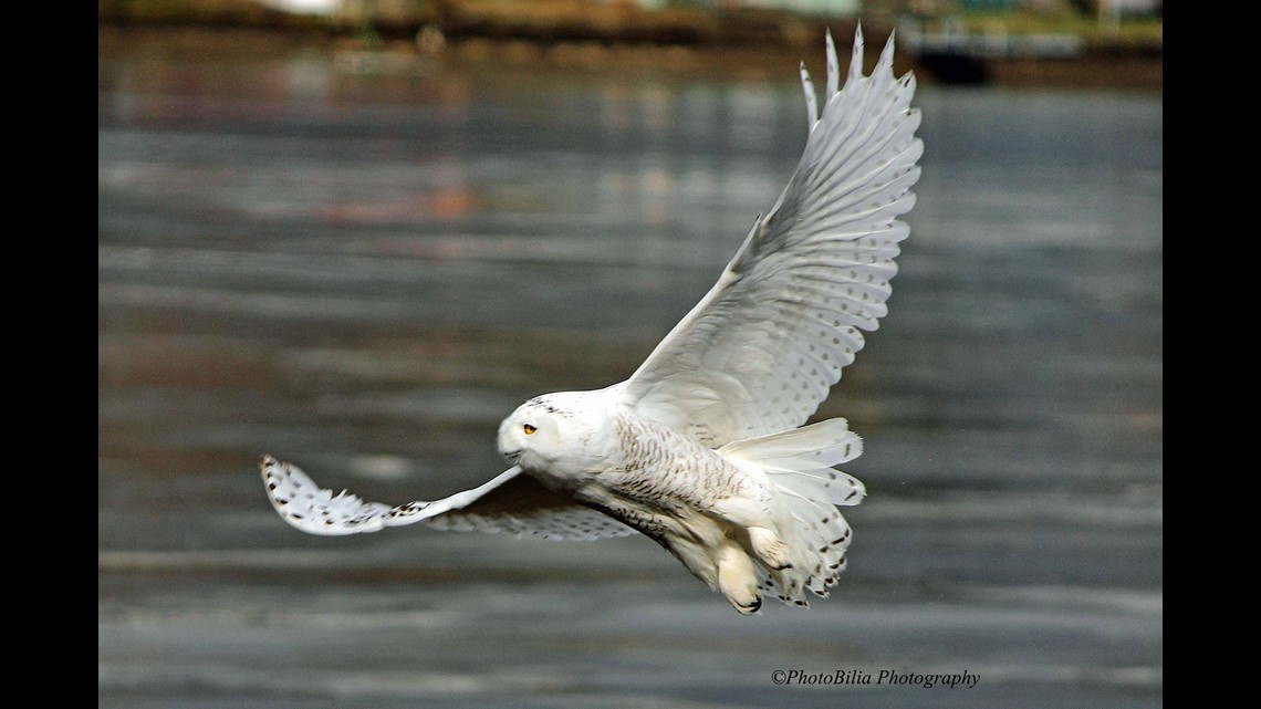 Snowy Owls Inspire Photographers Around Central Ohio | 10tv.com