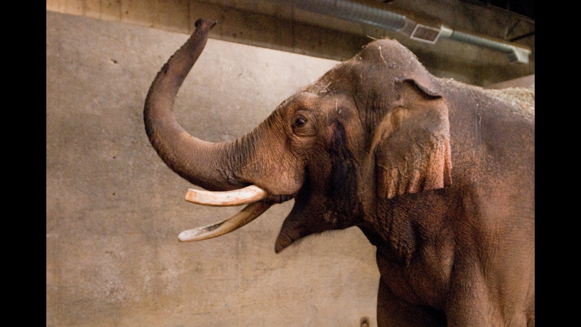 Fourth Elephant Arrives At Columbus Zoo | 10tv.com