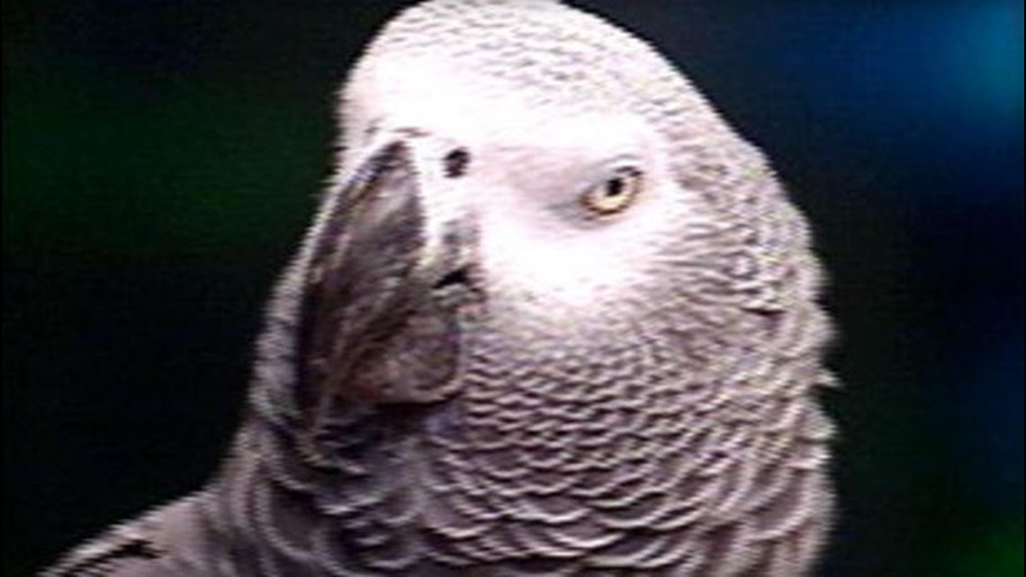 Parrot mimicking murder victim's last words, family says | 10tv.com