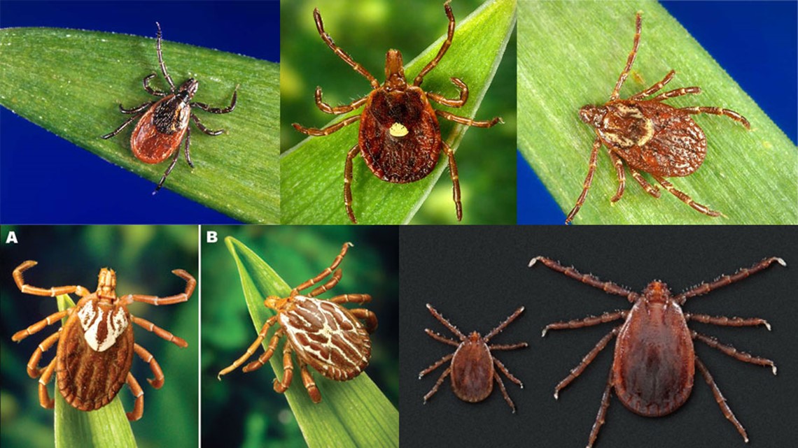 The five ticks you could encounter in Ohio | 10tv.com