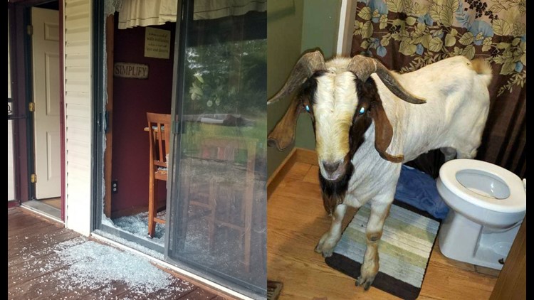 Goat rams through sliding glass door, naps inside bathroom in Ohio ...