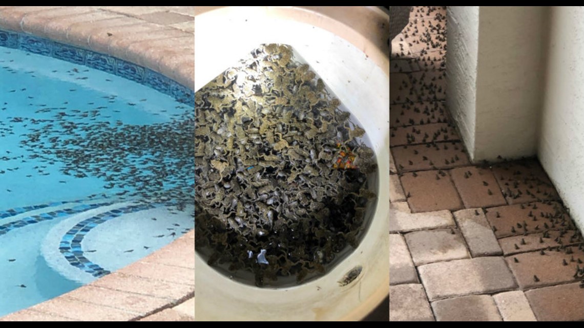 Invasion of poisonous toads triggers warning in Florida neighborhood ...