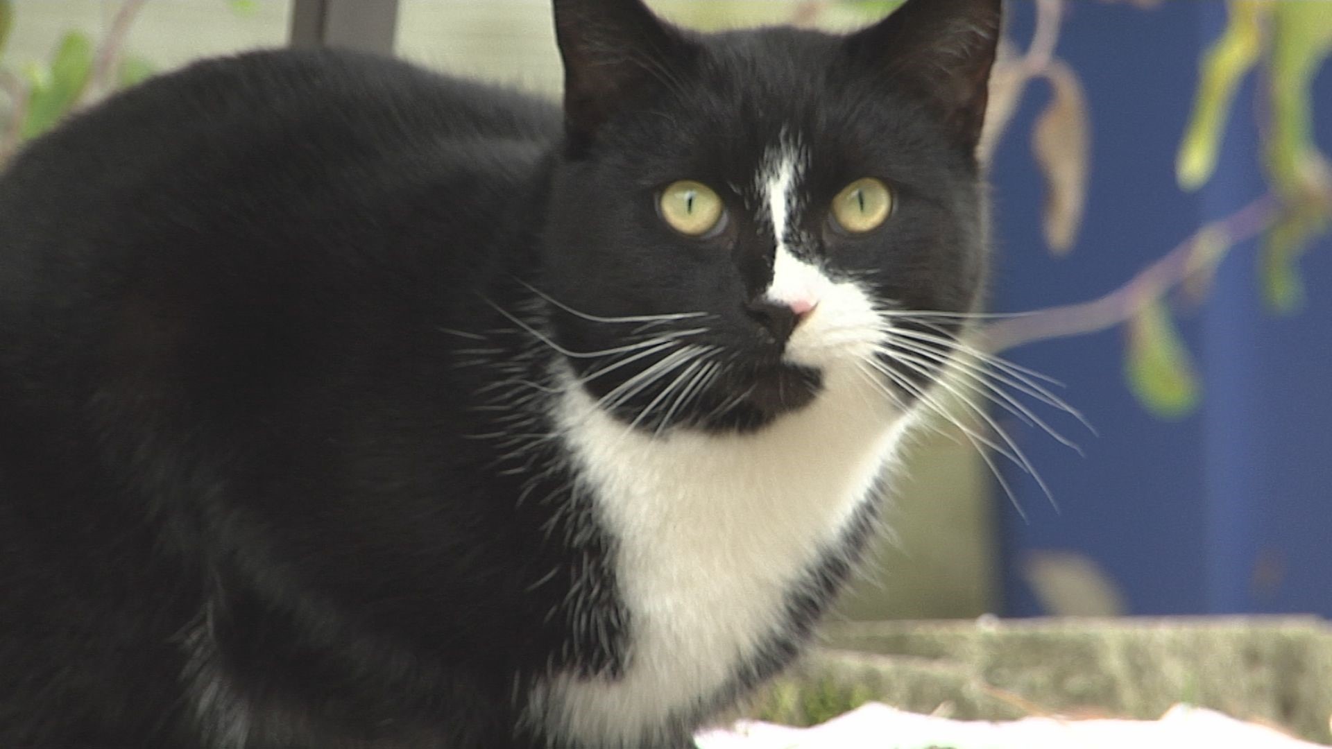 Killer cats: The invasive species in your backyard | 10tv.com