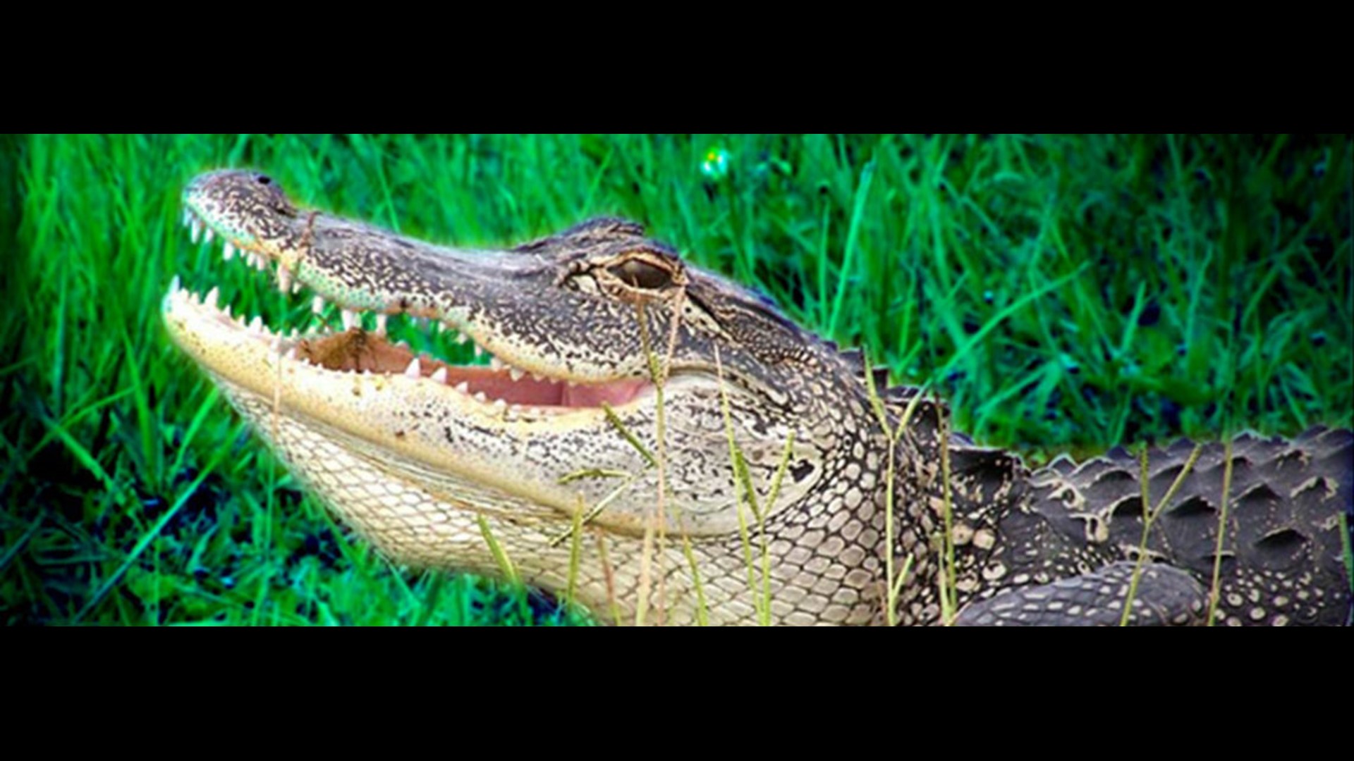 A look back at 15 deadly human-alligator encounters | 10tv.com