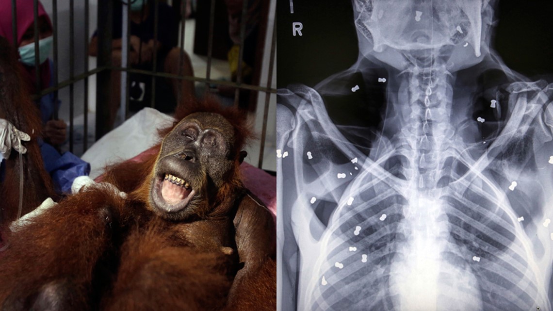 Endangered orangutan blinded after being shot 74 times with air gun ...