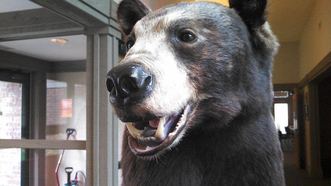 Black Bears Continue To Have Presence In Ohio Despite Sighting Decrease ...