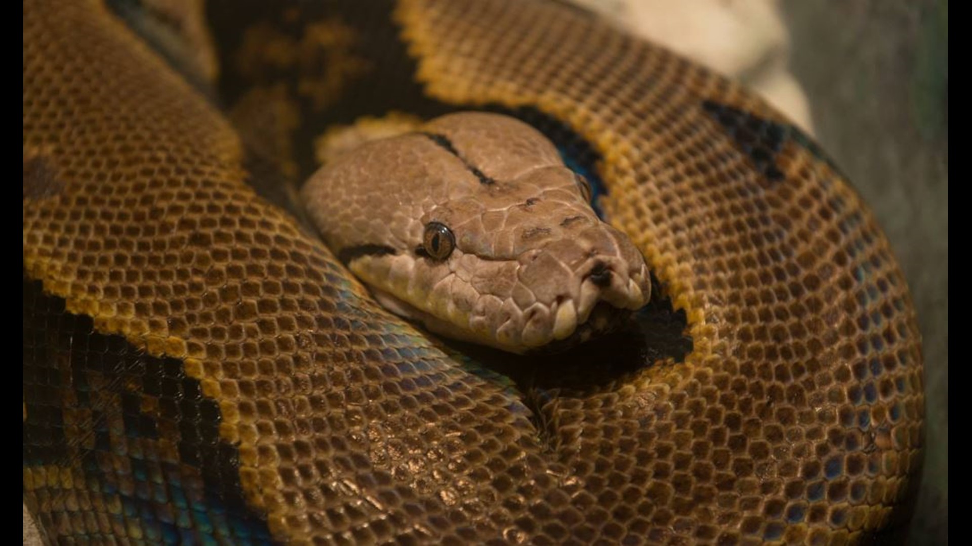 Python, named after Jack Hanna, dies at Columbus Zoo | 10tv.com