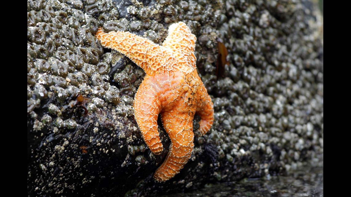 Starfish making comeback after syndrome killed millions | 10tv.com