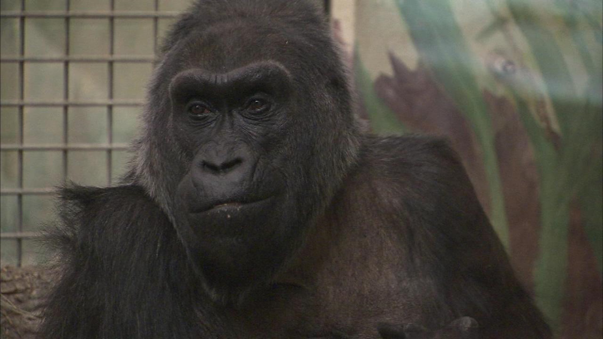 Colo The Gorilla Celebrates 56th Birthday At Columbus Zoo | 10tv.com