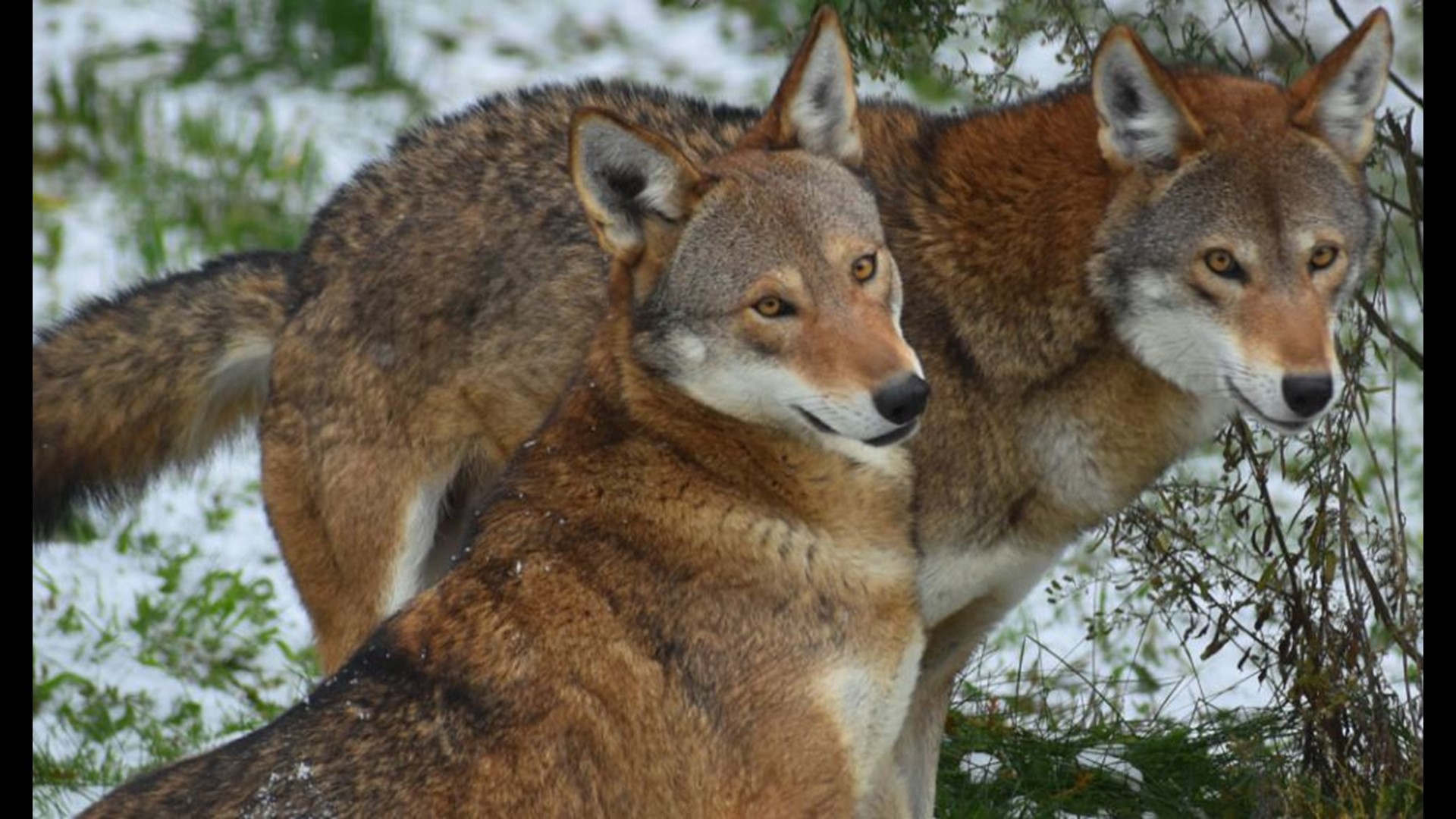 Pair of critically-endangered red wolves arrive at Akron Zoo | 10tv.com