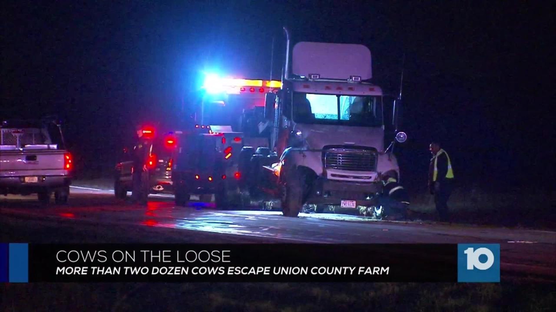 Semi hits cows that took off from Union County farm | 10tv.com