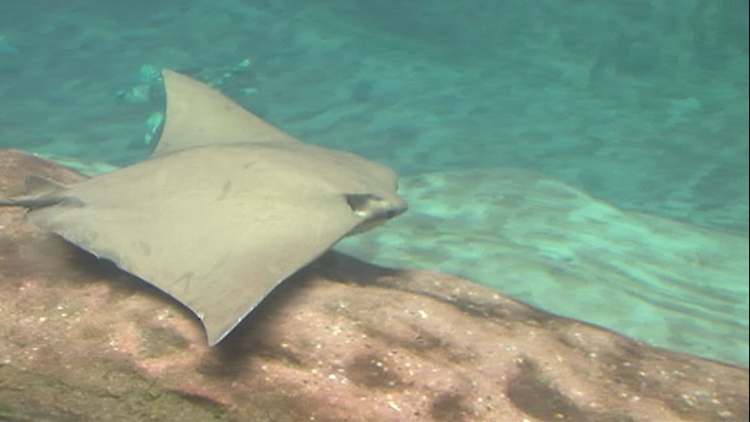 Columbus Zoo Sting Ray Exhibit Gets Makeover | 10tv.com