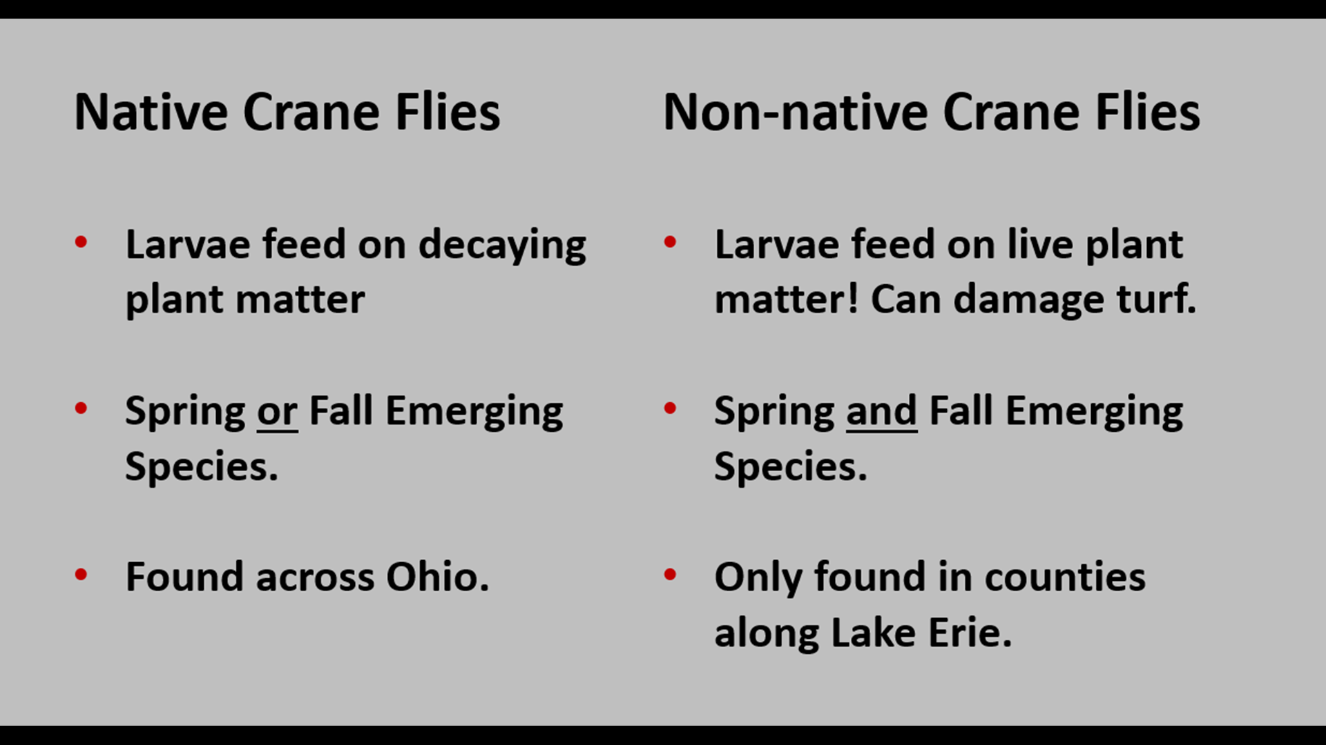What's that bug? Recent emergence of Crane Flies in Ohio | 10tv.com