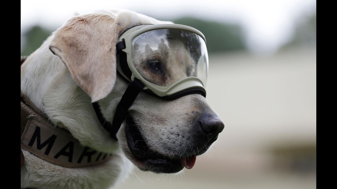 Frida the rescue dog - who became symbol of hope after deadly Mexico ...