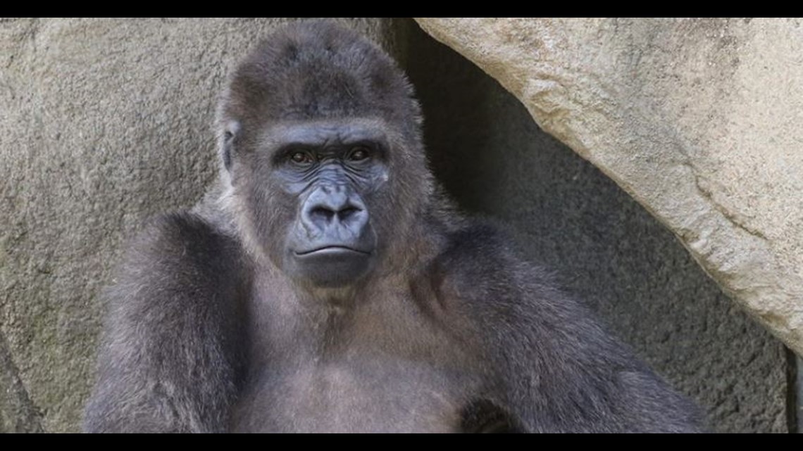 Cincinnati Zoo's 16-year-old silverback gorilla dies | 10tv.com