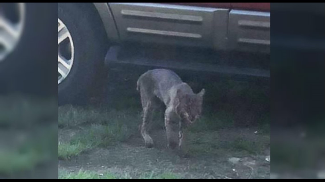 Woman strangles bobcat to death in front yard in Georgia | 10tv.com