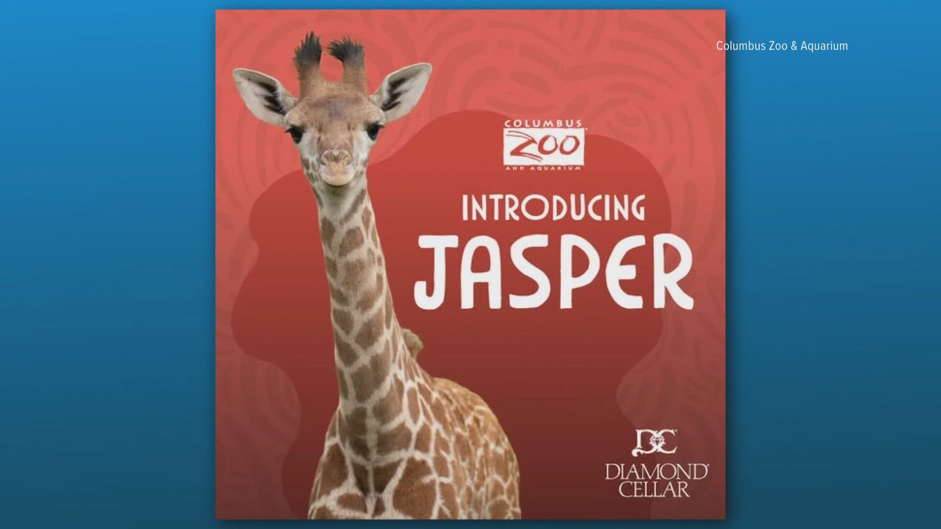 Baby Masai giraffe born at Ohio zoo named on a special day after a ...