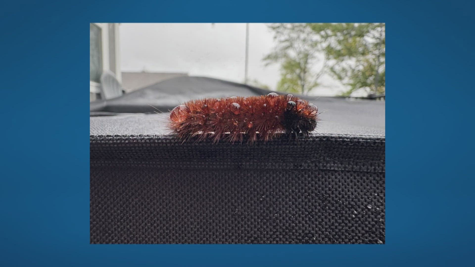 Folklore behind woolly bears, what the colors say about this winter's ...