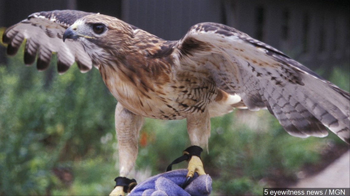 As hawk population increases, so have attacks on pets | 10tv.com