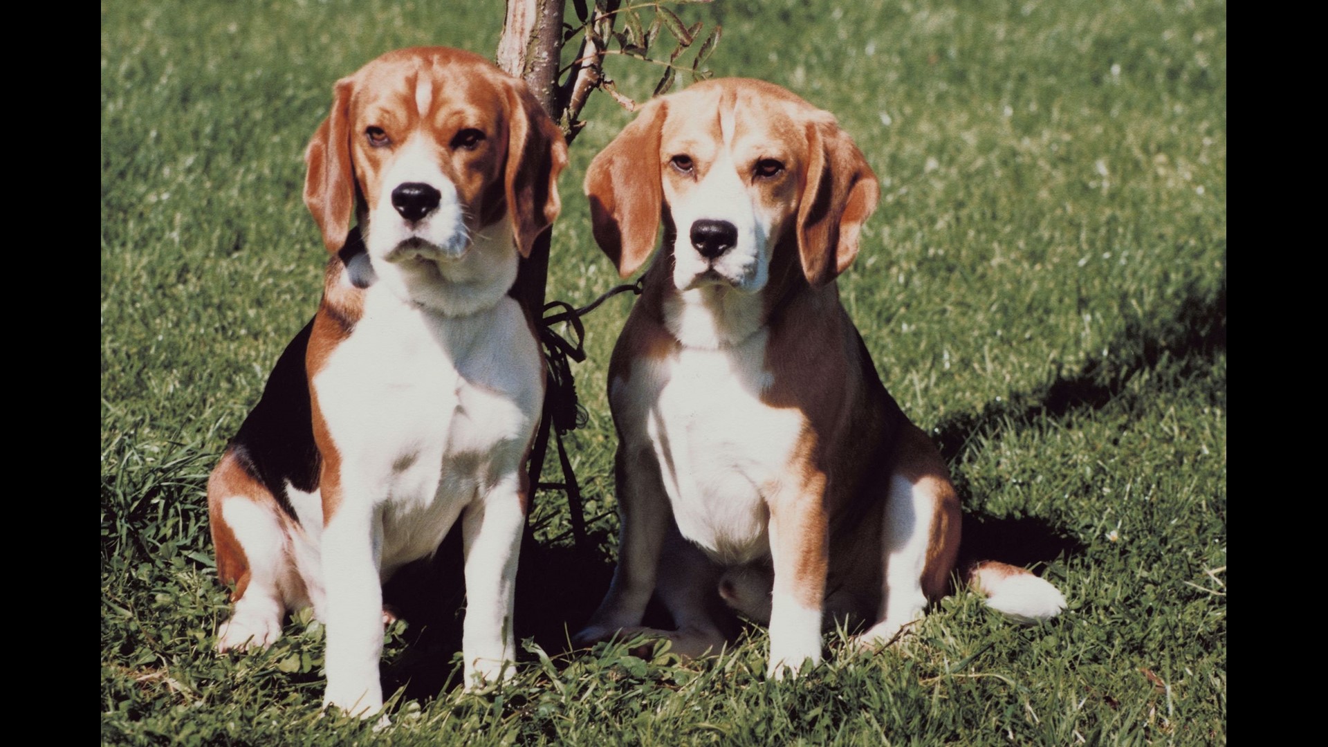 Researchers sued for blinding, killing beagles in failed experiment ...