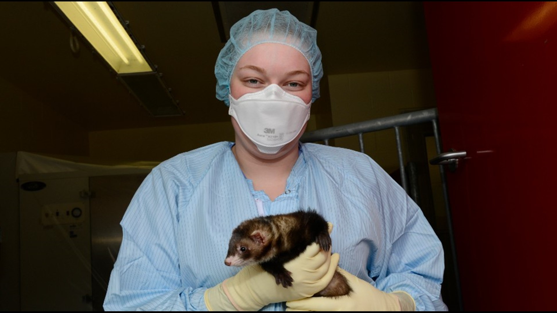 Monkeys, ferrets offer needed clues in COVID-19 vaccine race | 10tv.com