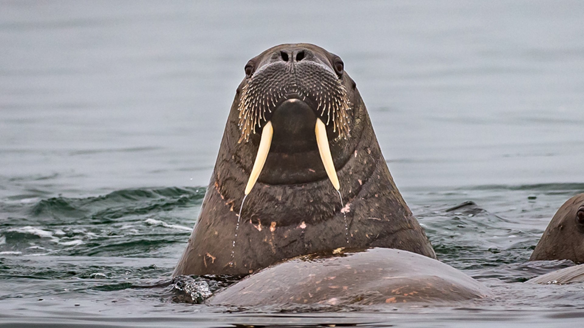 A walrus defending her cubs sank a Russian Navy boat in the Arctic ...