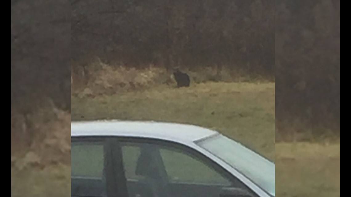 Columbus Woman Reportedly Snaps Photo Of Elusive 'Minerva Monkey' | 10tv.com