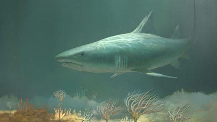 Scientists found the head of a 330-million-year-old shark in a Kentucky ...