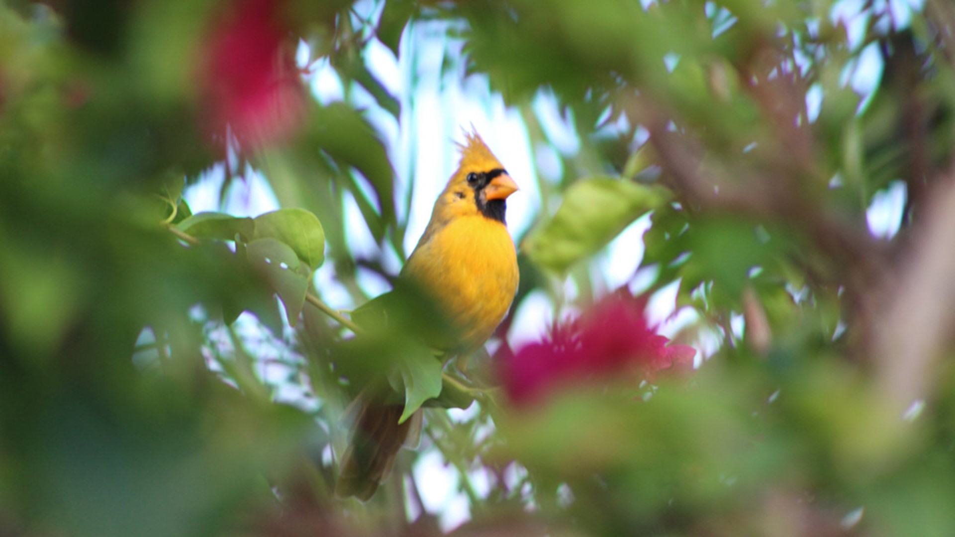 Woman captures astonishing photo of extremely rare yellow cardinal in ...