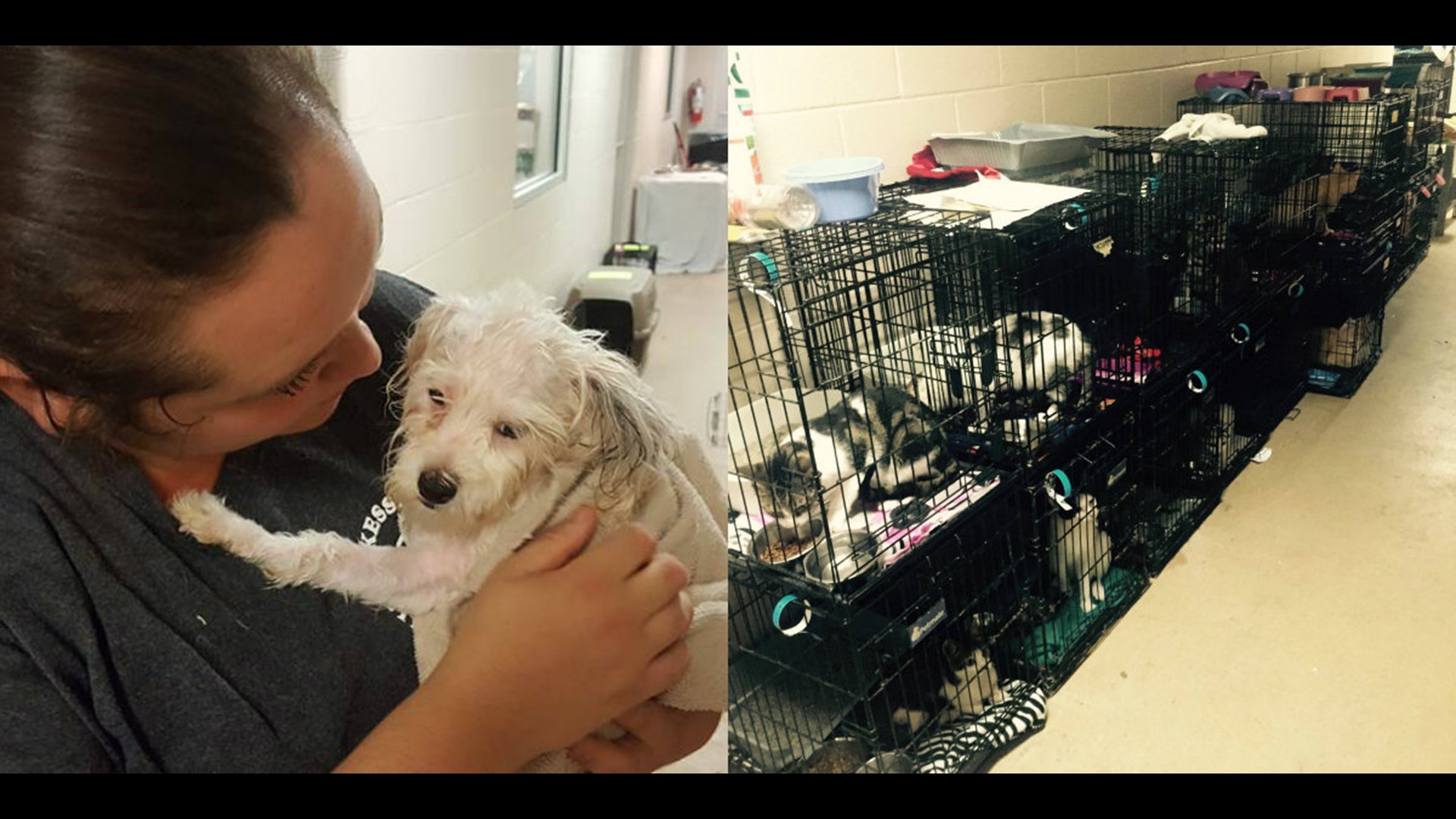 Ohio SPCA removes 70 animals from rescue shelter | 10tv.com