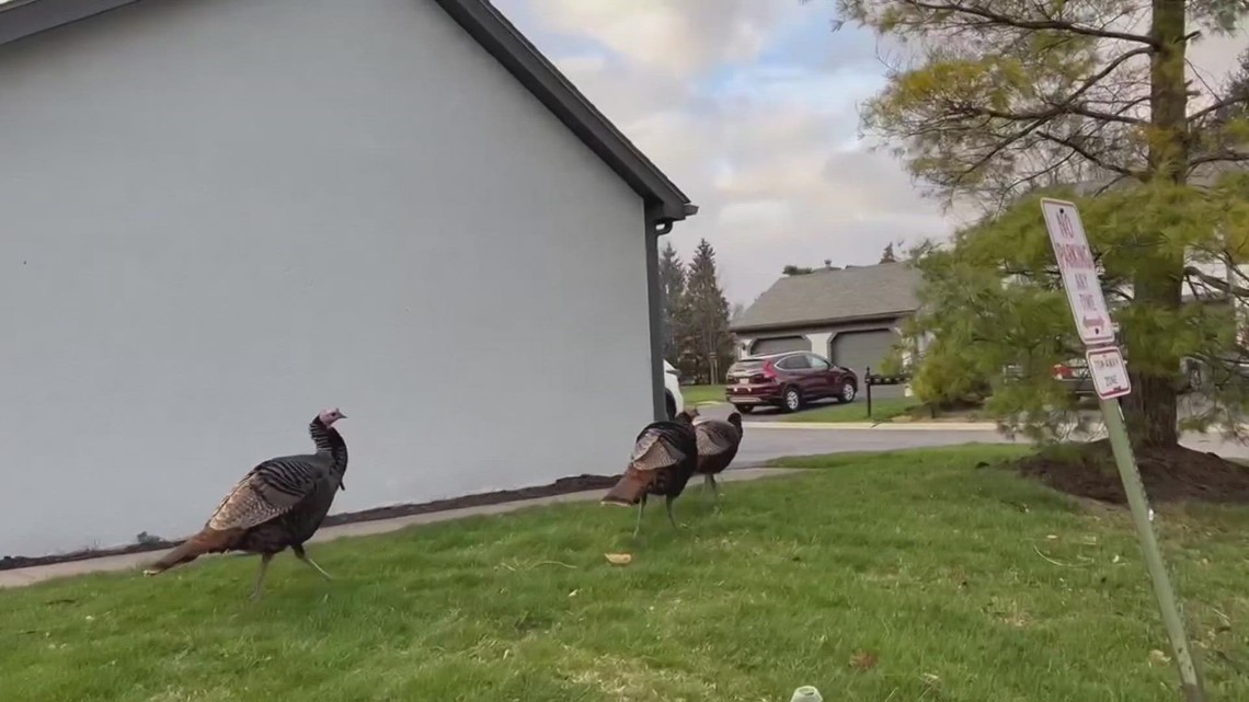ODNR to capture, relocate wild turkeys in Hilliard | 10tv.com