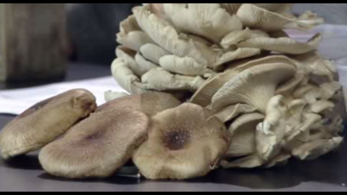 Learn a recipe using mushrooms on National Mushroom Day | 10tv.com