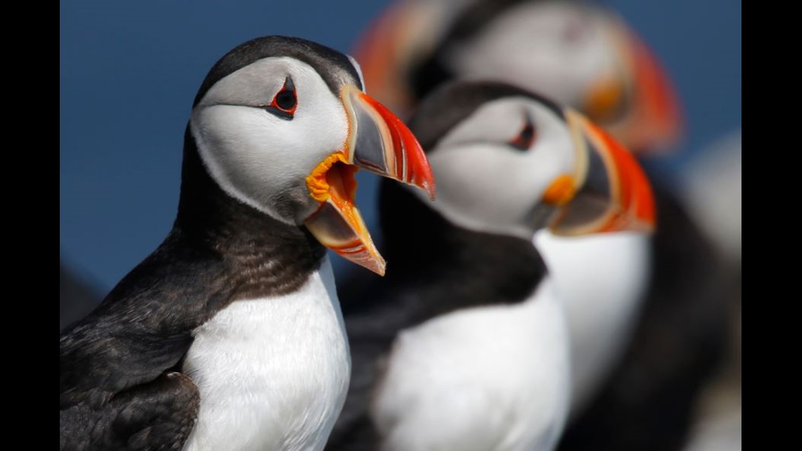 Puffins fill up nesting islands this year despite challenges | 10tv.com